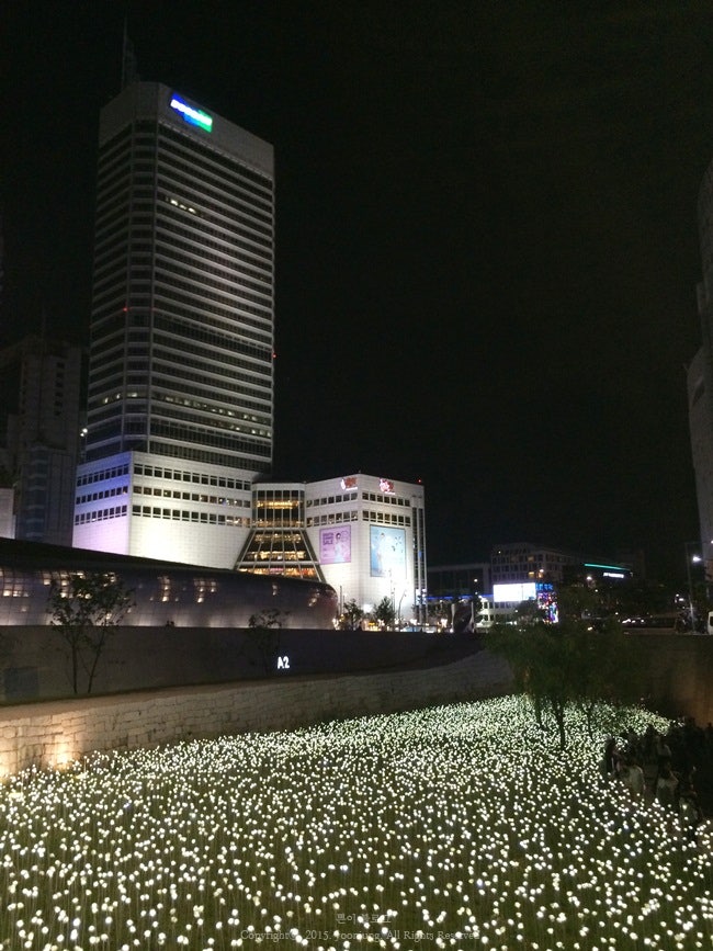서울 동대문 DDP "LED 장미정원" (디자인플라자 장미) : 네이버 블로그