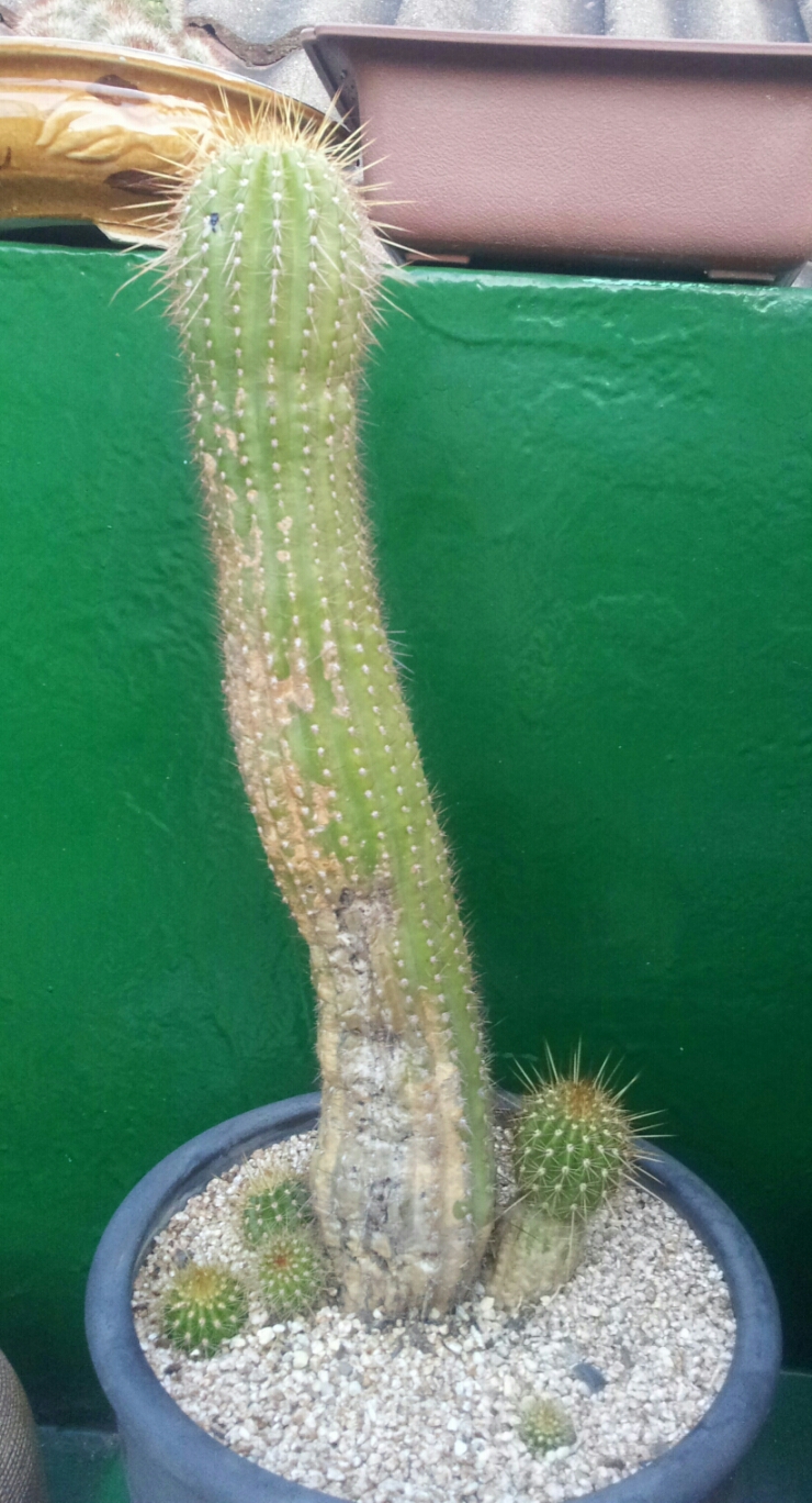 트리콥시스 : 네이버 블로그