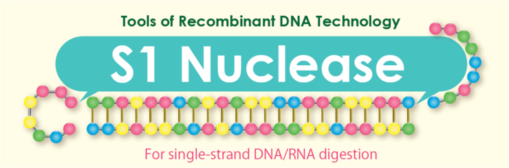 Single-strand DNA/RNA digestion - S1 Nuclease : 네이버 블로그