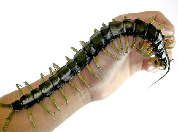 Okinawa giant centipede=오키나와 대왕지네(google search,japan blog) : 네이버 블로그