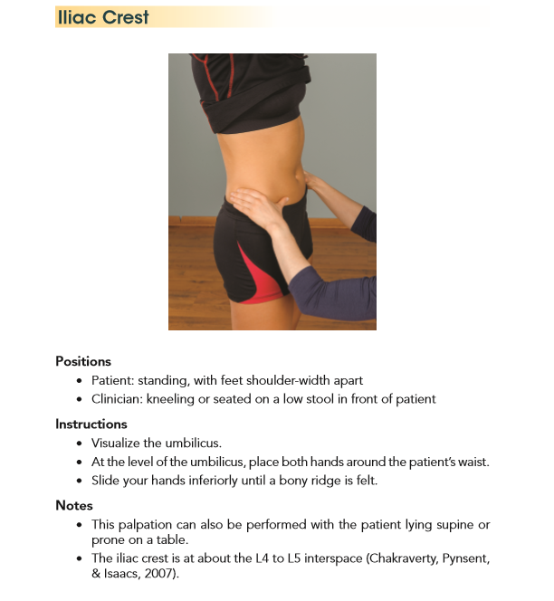 촉진학(Palpation) - Iliac Crest : 네이버 블로그
