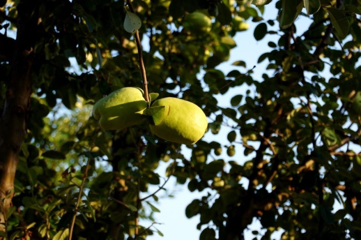 모과 --- 가평 : 네이버 블로그