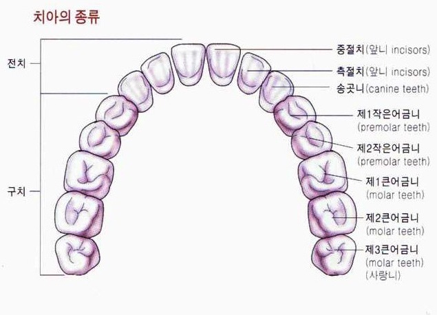 아이 치아가 빠졌는데 유치인지 영구치인지 모르겠어요 네이버 블로그