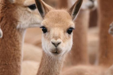 [Vicuna Fabric] - Vicuna, Vicuna Fabric, 비큐나 : 네이버 블로그
