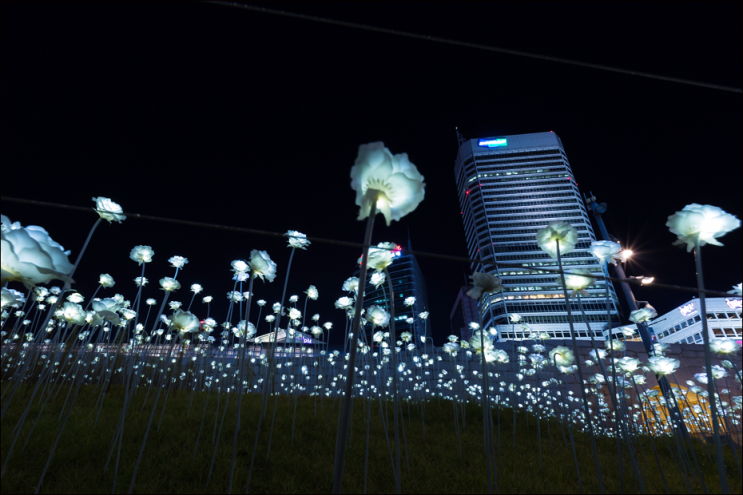 동대문 DDp / 동대문쇼핑 / DDP LED장미 : 네이버 블로그