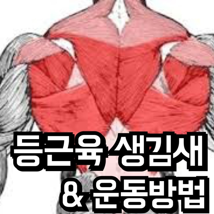 신림헬스 머슬마인드가 알려드리는 등근육생김새 And 운동방법 네이버 블로그