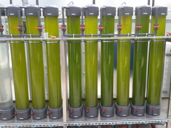 미세조류 배양용 광생물반응기 시리즈(수직관형 편: Vertical tubular photo-bioreactor for ...