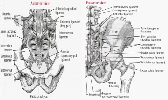 SI Joint Ligament : 네이버 블로그