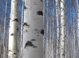 The Birches(자작나무) - by Robert Frost [interpreted by Riverhunter] : 네이버 블로그