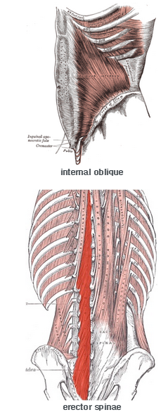 코어 안정화를 위한 Local muscle과 Global muscle 종류 : 네이버 블로그