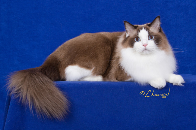 TICA 챔피온십 타이틀에 대하여. : 네이버 블로그