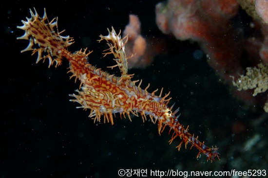 아름다운 유령 고스트 파이프피쉬 장재연 바다생물 이야기 5 네이버 블로그