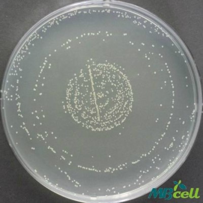 PCA (Plate Count Agar) MB-P1040 : 네이버 블로그