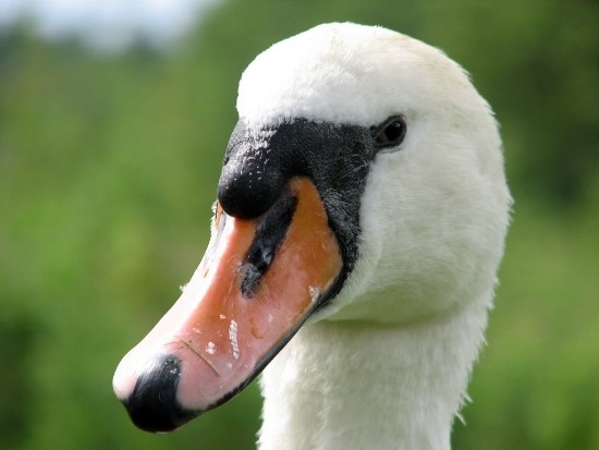 [영국의 동물 친구들을 소개합니다] 우아함의 상징인가 미운 백조 새끼인가 (A Symbol of Elegance or the ...