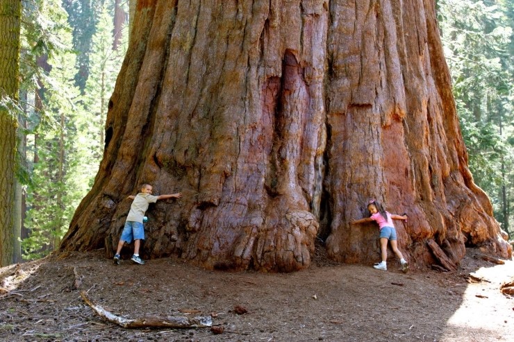 공동체의 힘 세계에서 제일 큰 나무 Big Tree 자이언트 세쿼이어 네이버 블로그