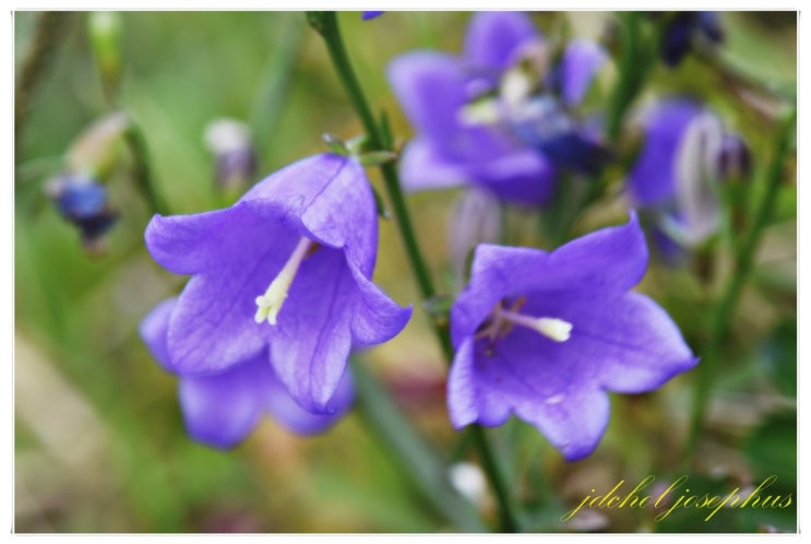당잔대(Adenophora stricta Miq.) : 네이버 블로그