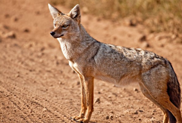 아프리카황금늑대 / African golden wolf : 네이버 블로그