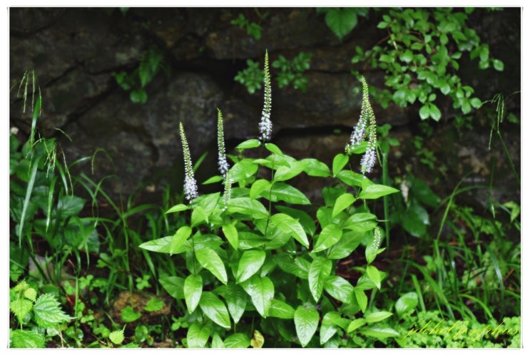 산꼬리풀(Veronica rotunda subsp. subintegra (Nakai) Elenevsky) : 네이버 블로그