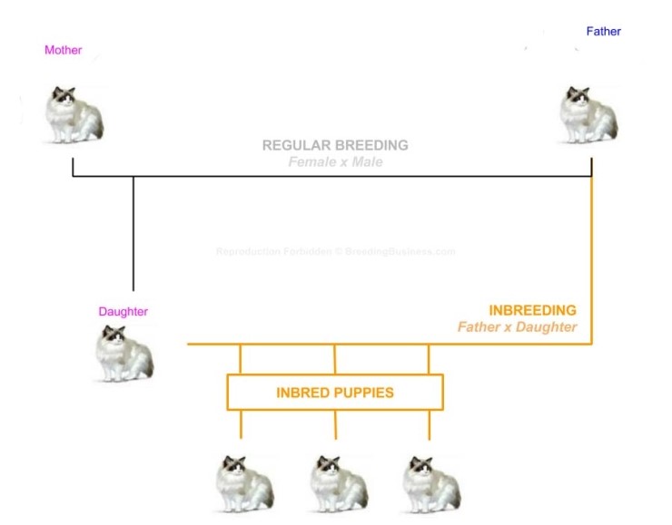 인브리딩 라인브리딩 아웃브리딩 : 네이버 블로그