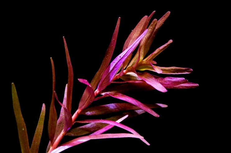 로탈라 sp. '콜로라타' - Rotala sp. 'Colorata' : 네이버 블로그