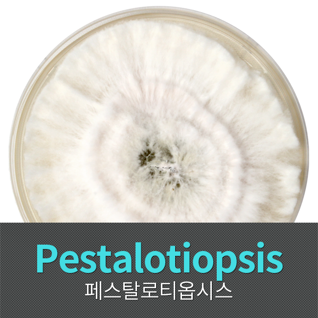 Pestalotiopsis (페스탈로티옵시스) : 네이버 블로그
