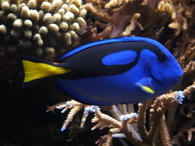 블루탱 (blue tang) or 리걸탱(regal tang) : 네이버 블로그
