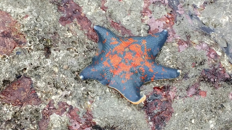 별불가사리 (blue bat star) : 네이버 블로그