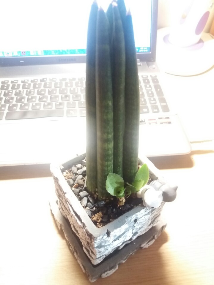 스투키로 전자파 차단하기~ 실내공기정화식물전자파차단하는법전자파에좋은 스투키스투키 키우는방법 네이버 블로그