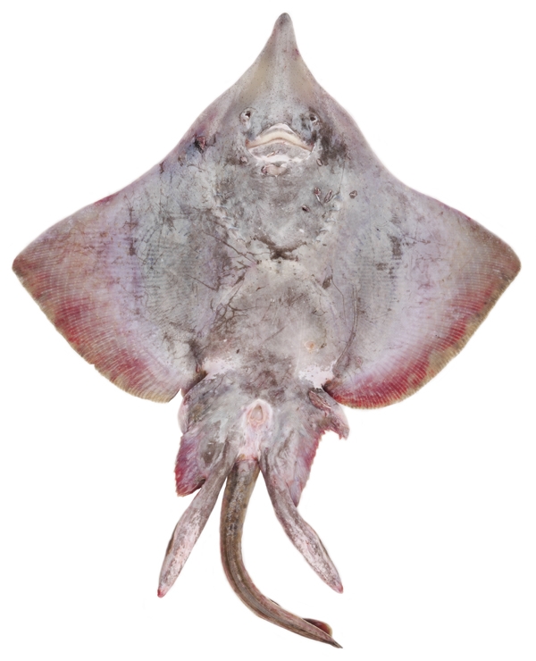 홍어이야기 : 네이버 블로그