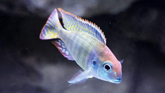 Lethrinops sp. red cap itungi_2015.12.09 레스리놉스 레드캡 이퉁기 : 네이버 블로그