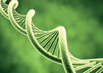 PicoGreen® and RiboGreen® DNA / RNA 정량 : 네이버 블로그