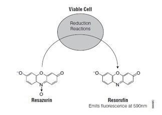 Resazurin assay - A Fluorescence Intensity-based (bacterial / cell ...