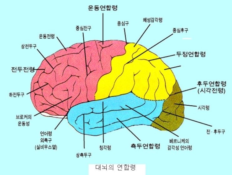 체간•체감각연합영역두정엽•공간적소재•두정엽의 삼차연합영역•체간근•실행증•관념운동실행증•얼굴실행증•관념실행증•뇌들보실행증뇌량