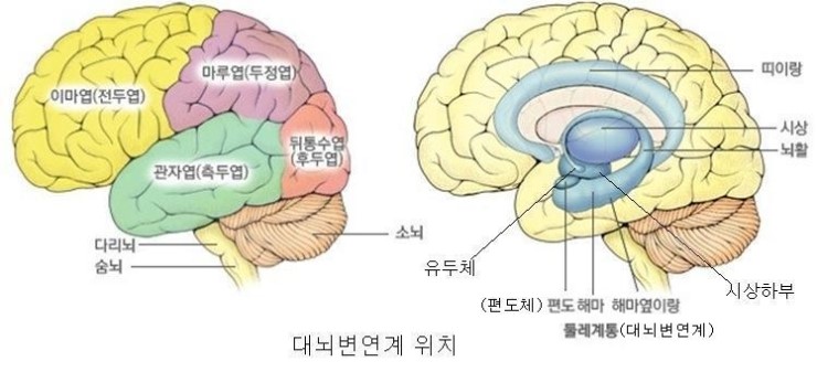 대뇌피질대뇌겉질•이랑•고랑•무의지증의지결여증•전전두엽피질•변연계둘레계통대뇌변연계•파페츠회로•편도핵복합체편도체•감각의 연합