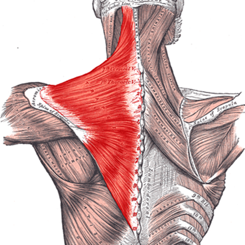 승모근·등세모근(trapezius) : 네이버 블로그