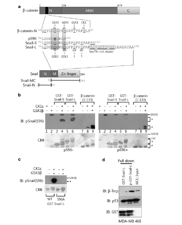 다섯번째 논문.Role of CK1 in GSK3B-mediated phosphorylation and degradation ...