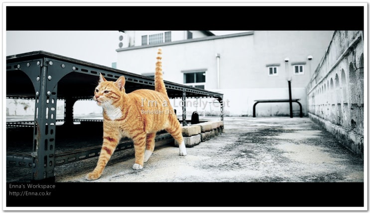 I'm a Lonely Cat / Beholder(비홀더) DS1 - 로우 앵글(Low Angle) 샘플 / 한손짐벌 : 네이버 블로그