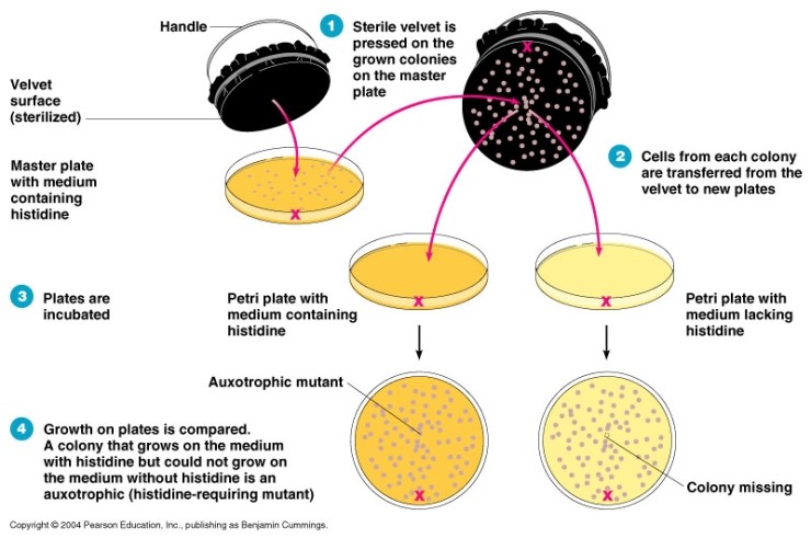 [유전학] 플라스미드, episome, 접합, 형질도입, 형질전환, 상보성검정 : 네이버 블로그