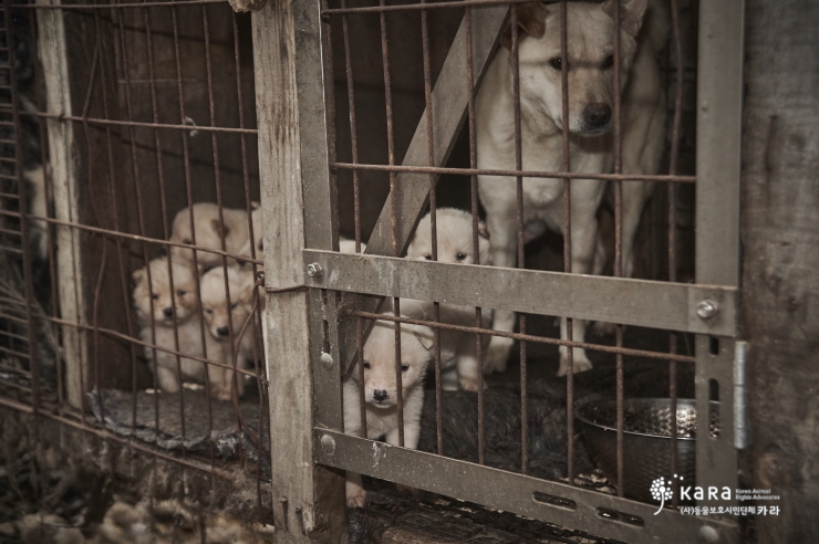 동물보호시민단체 KARA 선정 2015 대한민국10대 동물뉴스 : 네이버 블로그