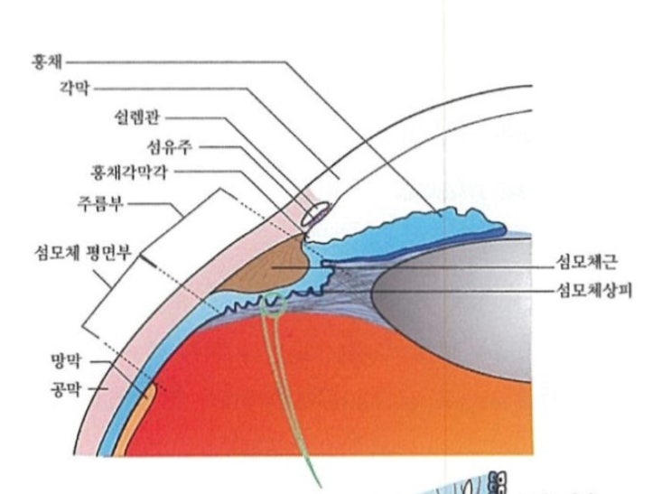 섬모체근 모양체근 Ciliary muscle Brucke's muscle브뤼케근,(망상 또는 방사상) 중간 경사부,환상섬유 ...