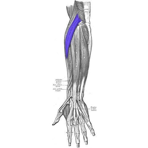 장요측 수근신근·긴노쪽 손목폄근(extensor carpi radialis longus) : 네이버 블로그