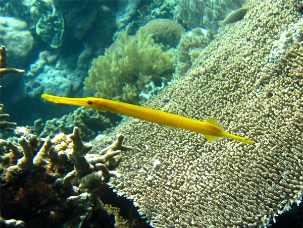노란색 트럼펫 피쉬 / Yellow Trumpetfish / Aulostomus chinensis : 네이버 블로그