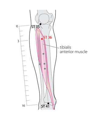 족양명위경 - 족삼리(ST36) ★★ : 네이버 블로그