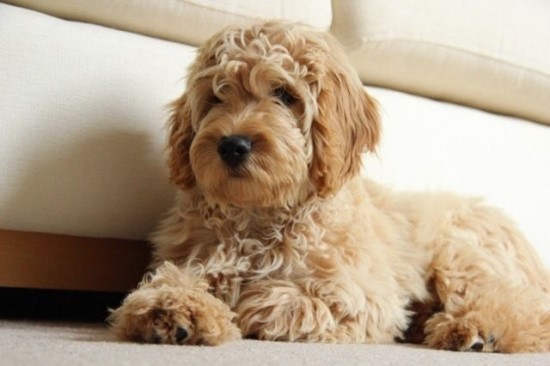 코카푸(Cockapoo) : 네이버 블로그