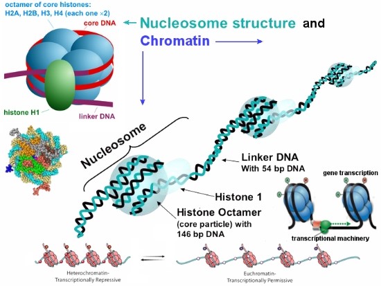 원핵세포도 뉴클레오솜(Nucleosome)이 있을까? : 네이버 블로그