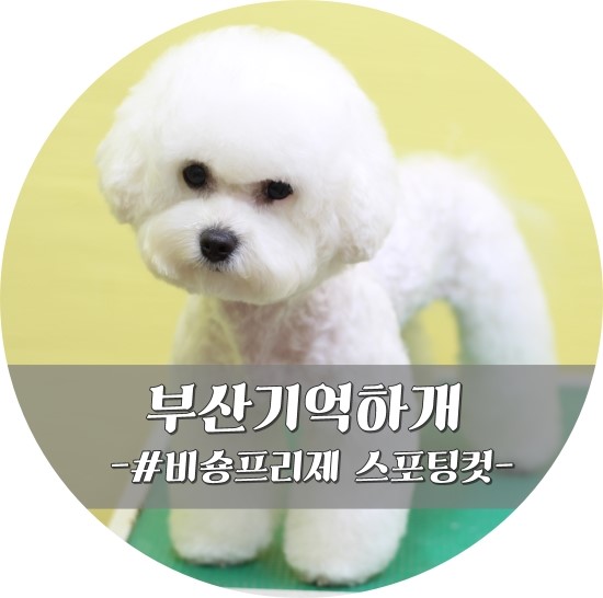 서면 애견미용 부산 기억하개애견샵 비숑럭키 부산비숑미용 비숑프리제미용 비숑스포팅미용 네이버 블로그