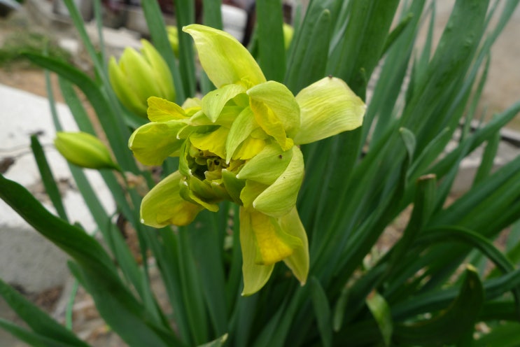 겹수선화Narcissus 'Telamonius Plenus'벤시온.수선화`탈레모니우스 플레누스` : 네이버 블로그