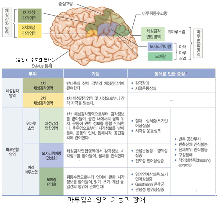 아래마루소엽아래마루겉질하두정소엽•모서리위이랑•모이랑•시각앞영역•청각연합영역•관자연합영역•뇌들보부리뇌량부리•뇌들보무릎