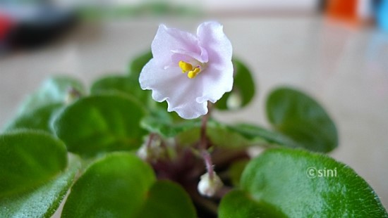 Micro Miniature African Violets (마이크로 미니어처 아프리칸 바이올렛) : 네이버 블로그
