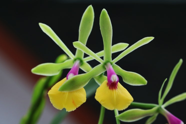 에피카틀레야 르네 마르케스 '플레임 스로우어'(Epc. Rene Marques 'Flame Thrower') : 네이버 블로그